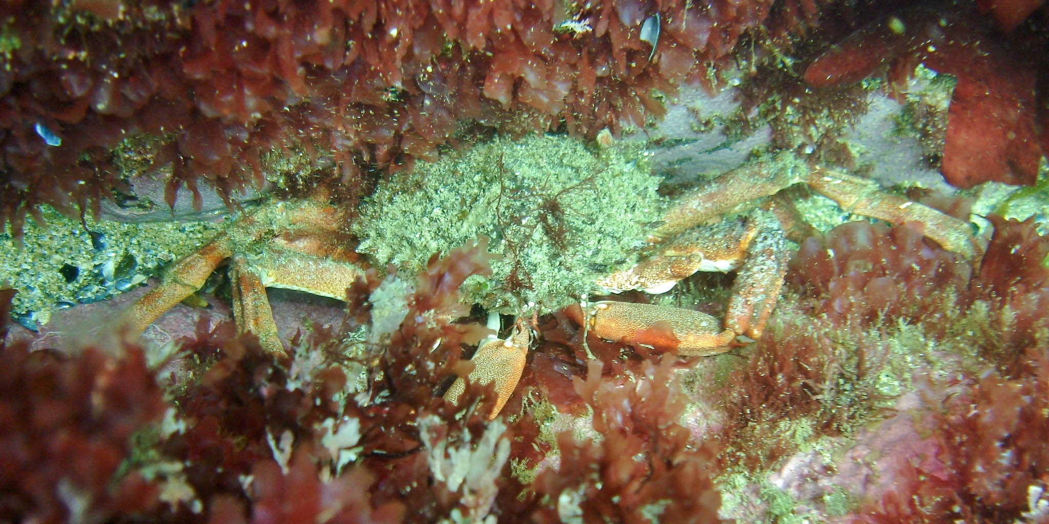 Araignée de mer atlantique - lechasseursousmarin.com