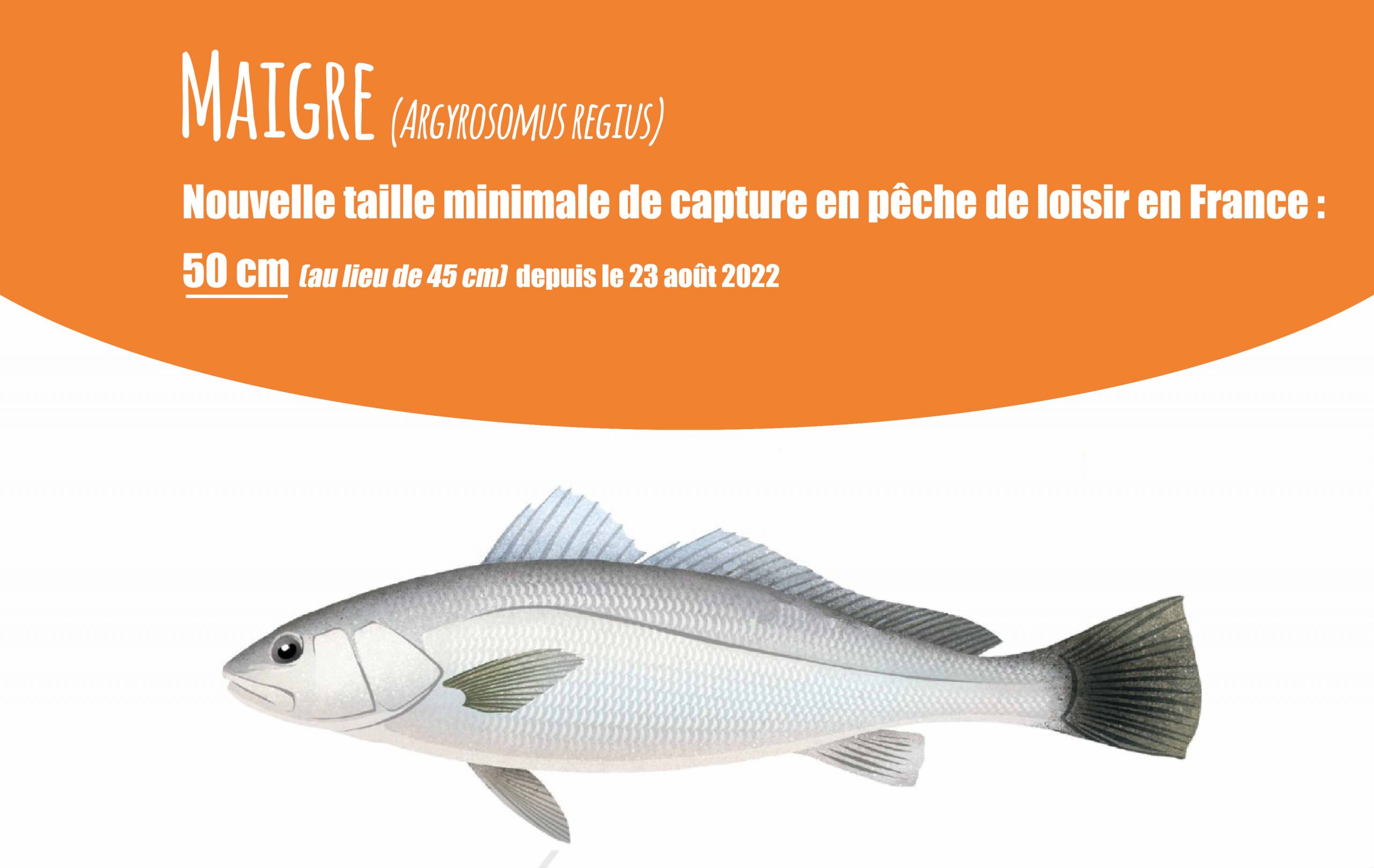 🐟 Nouvelle taille minimale de capture du maigre (Argyrosomus regius) en ...