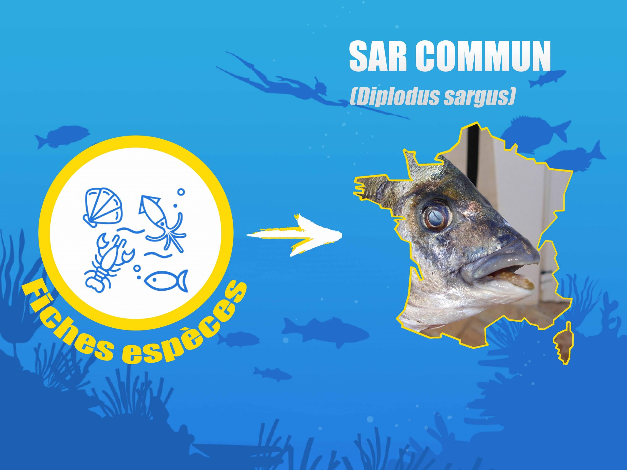 Nouvelle fiche espèce à découvrir : le SAR COMMUN de Méditerranée et d ...