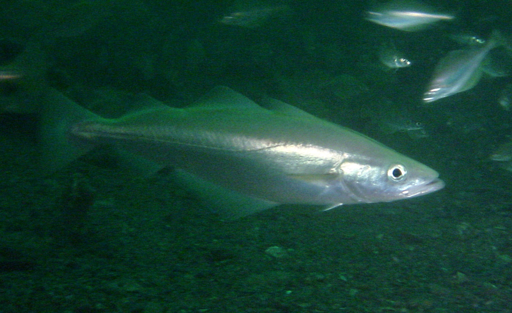 🐟🤿 La réglementation 2024 de la pêche du LIEU JAUNE est parue au ...