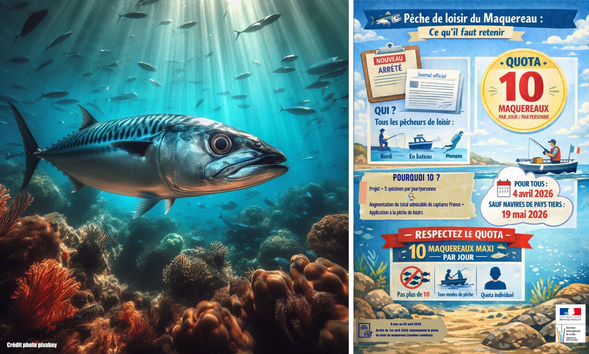 🐟 Pêche de loisir du maquereau commun : mise en place d'un quota de 10 ...